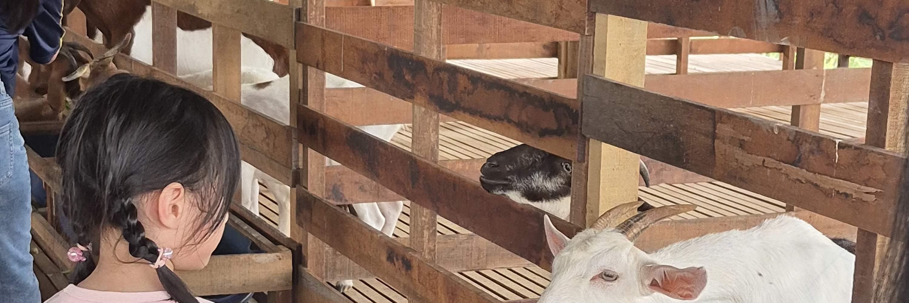 Gentle Farms Tours in Johor Bahru - Klook Hong Kong