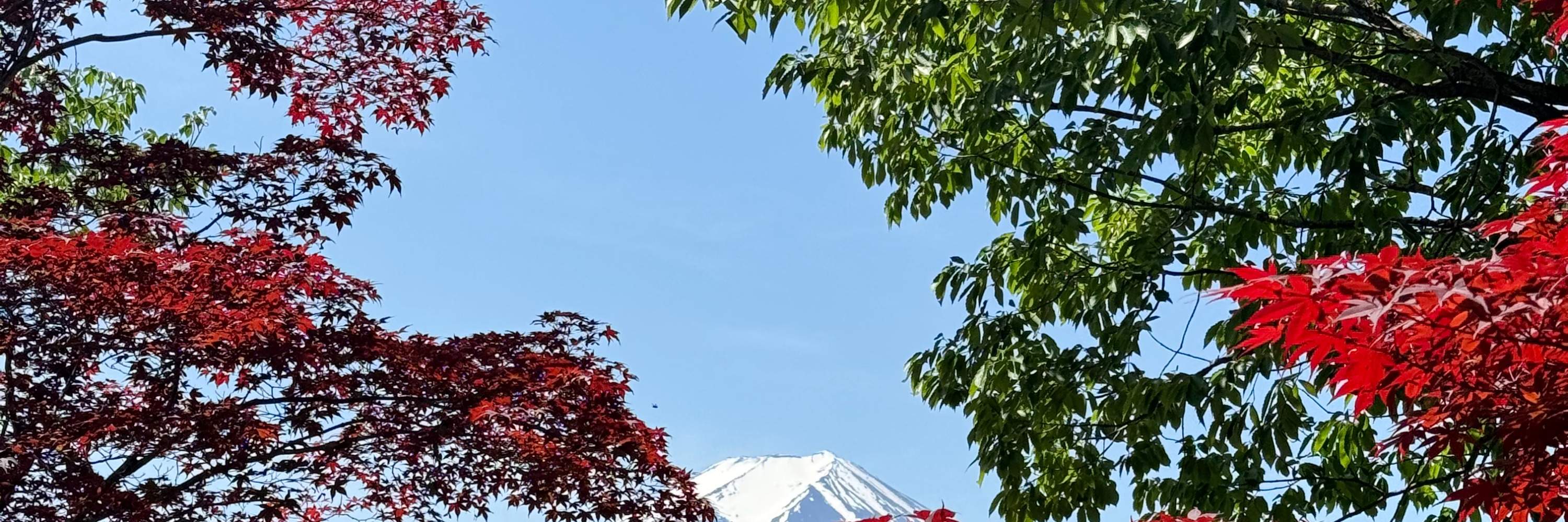 [Mount Fuji, Hakone, Kawaguchiko, and Flower Viewing] 7-11 Convenience ...