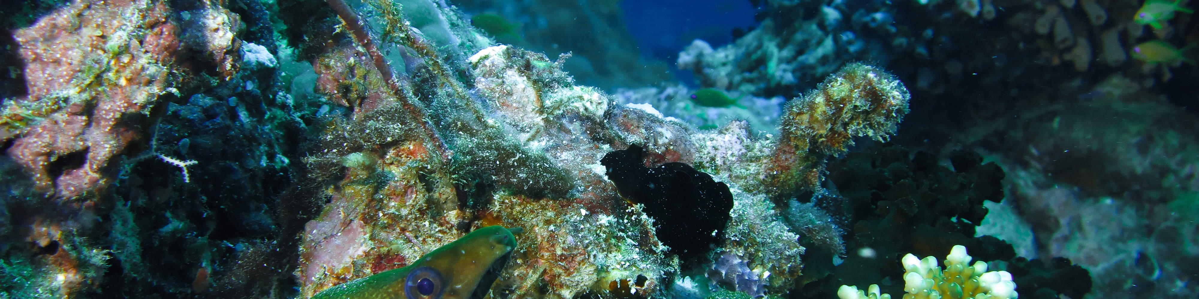 Dive into Bliss: Two Fun Dives in North Ari Atoll with PADI 5 Star Dive ...