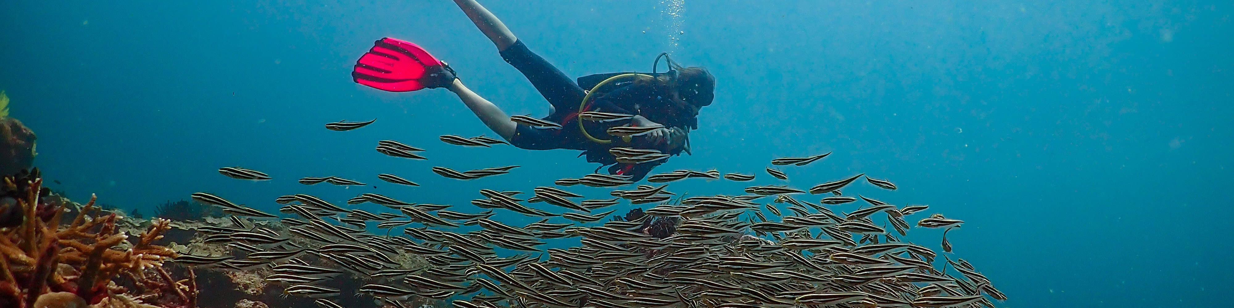 Learn PADI Open Water Diver through E-learning in Borneo with PADI 5 ...