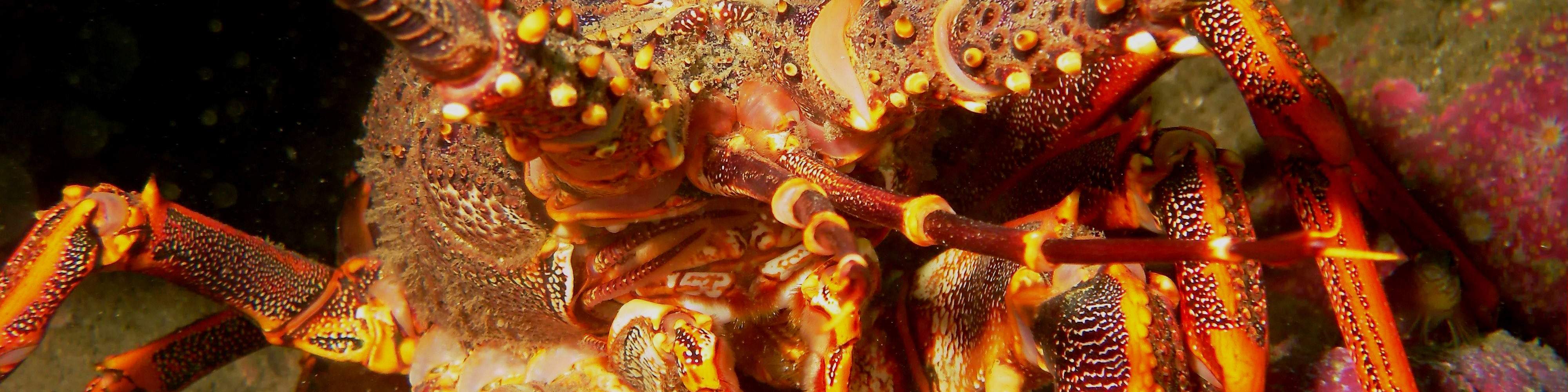 Explore the Stunning Underwater World with a Half-Day Dive Trip in ...