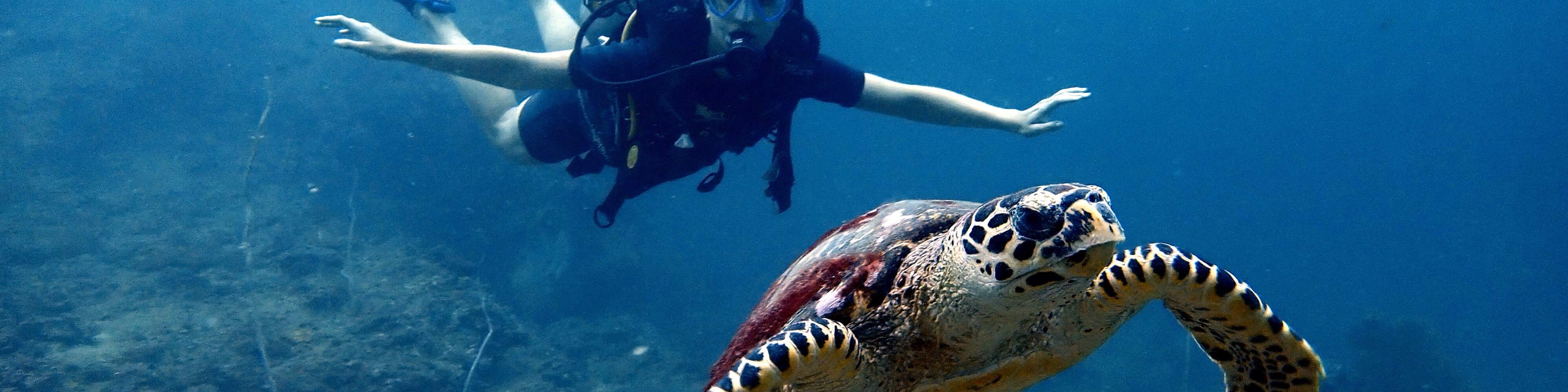 Experience the Underwater Marvels with PADI Discover Scuba Diving in ...