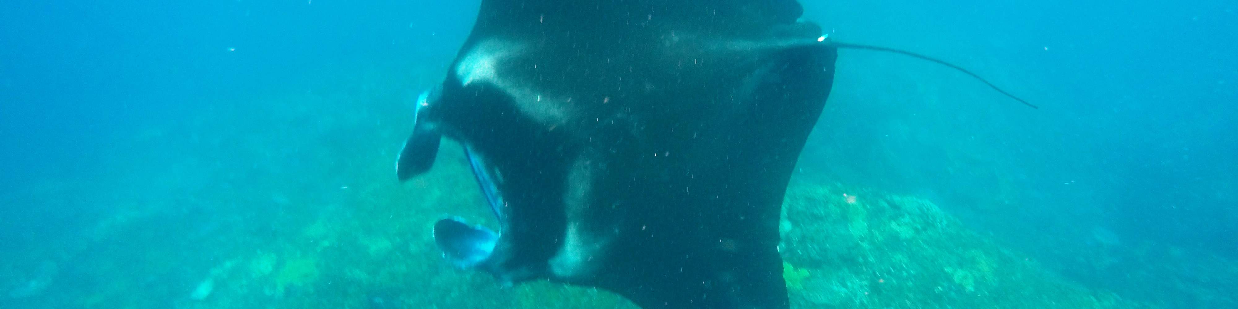 Unforgettable Snorkeling at Nusa Penida Manta Point with PADI 5 Star ...