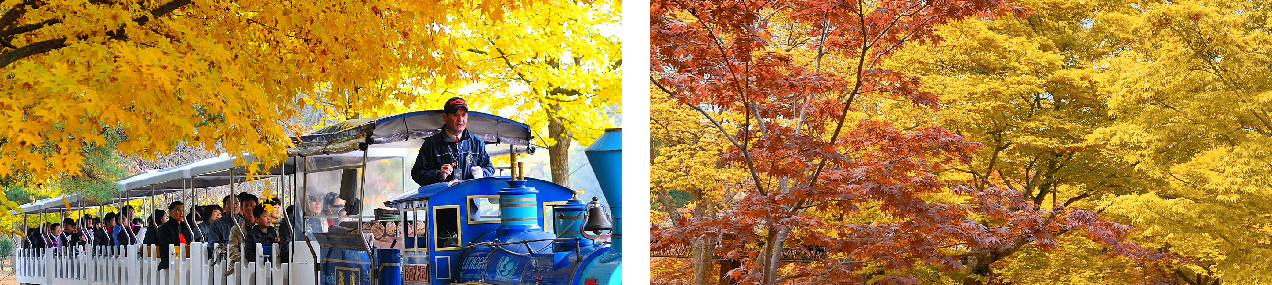 Nami Island & Nijimori Japan & Morning Calm & Railbike & Alpaca - Klook ...