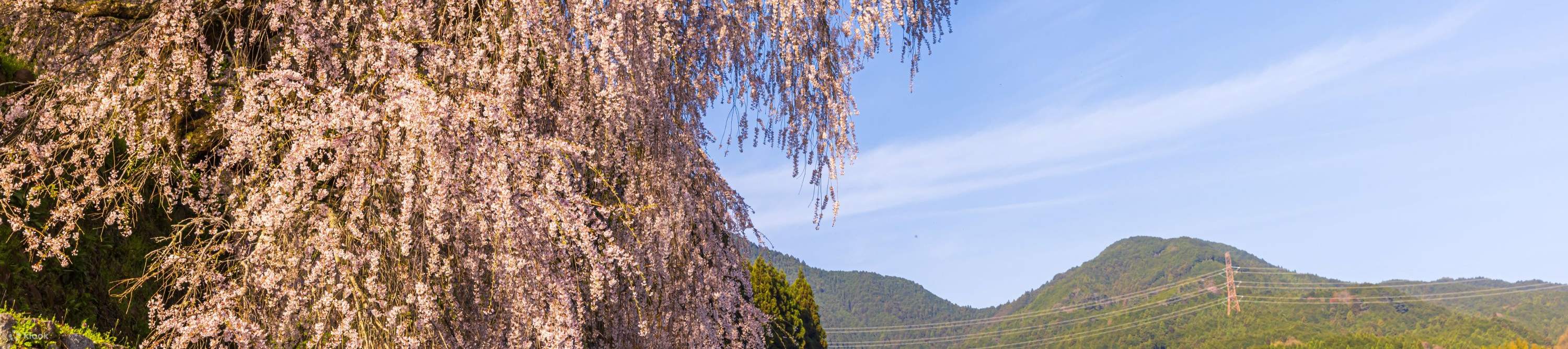 Cherry Blossom Tour From Osaka: Nara Park, Tsubosakadera & Matabei ...