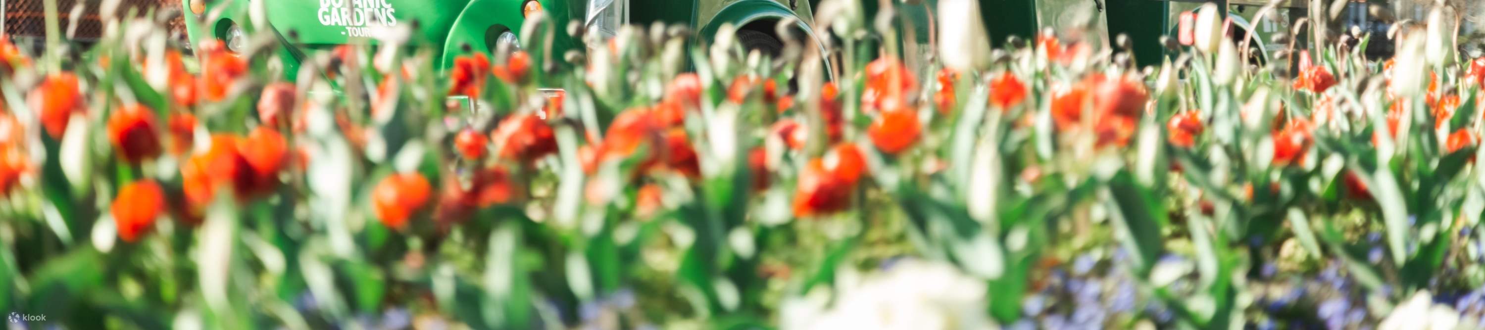 Tour dei giardini botanici di Christchurch - Klook Stati Uniti