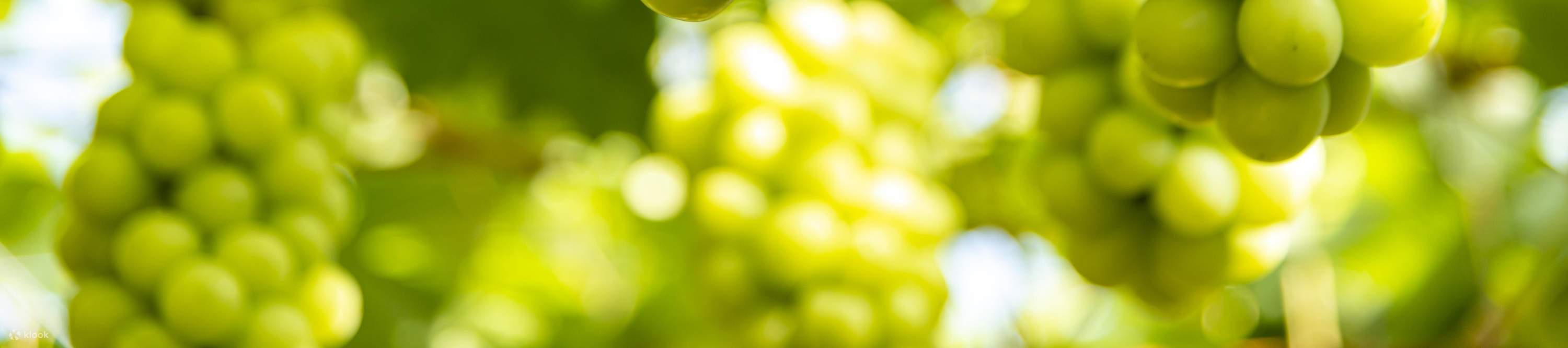 All-You-Can-Eat Shine Muscat Picking & Oshino Hakkai & Fuji Kawaguchiko ...