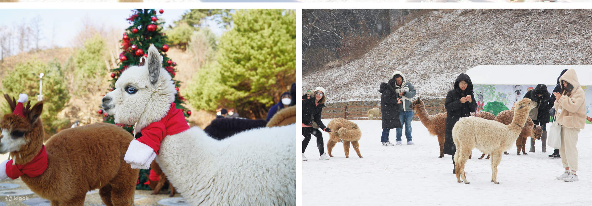 Nami Island & Eobi Ice Valley & Panorama Field & Morning Calm Tour ...