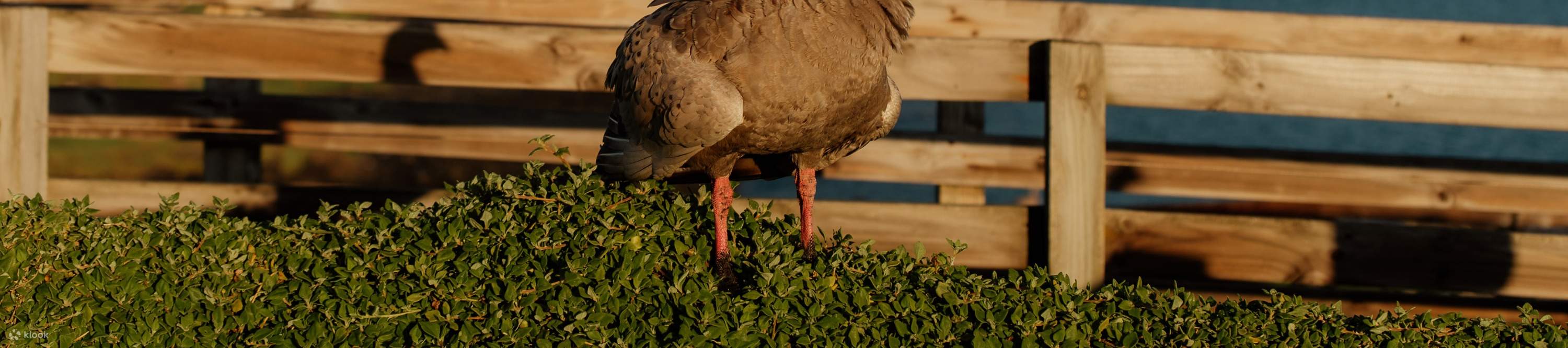 Penguin Parade, Maru Koala Animal Park & Brighton Bathing Boxes - Klook