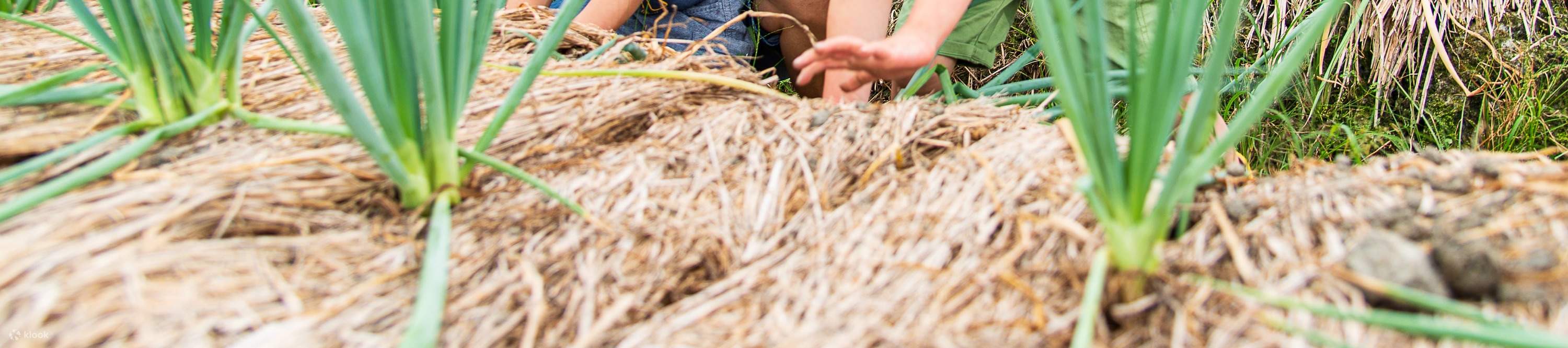 Yilan: Xingbao Onion Experience Farm - Klook Singapore