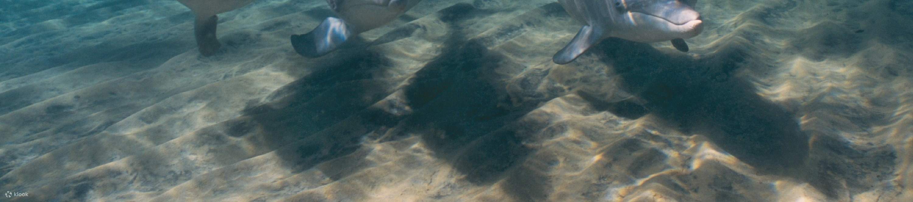Swim With Wild Dolphins by Dolphin Discovery Centre in Bunbury - Klook ...