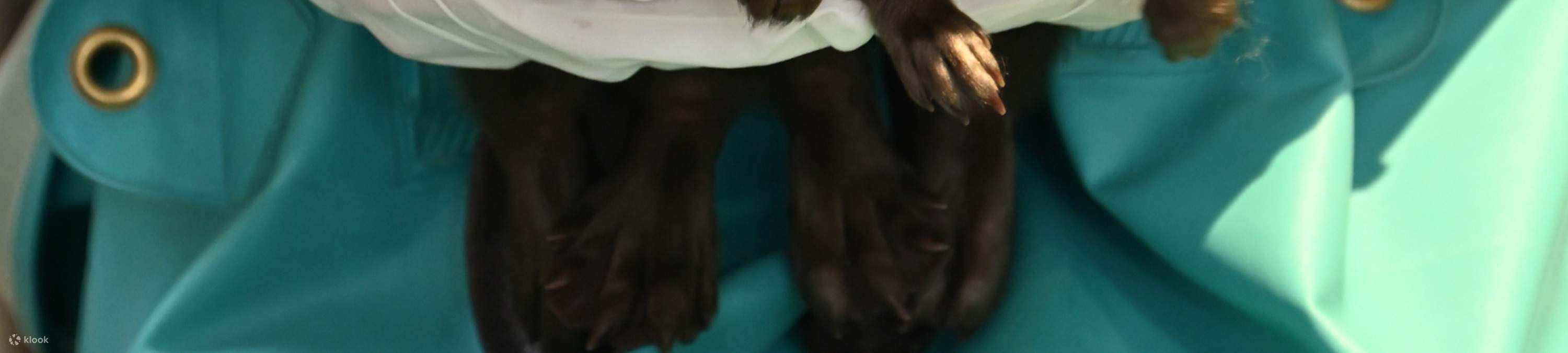 大阪水生美世界 NIFREL 電子門票 - Klook 客路