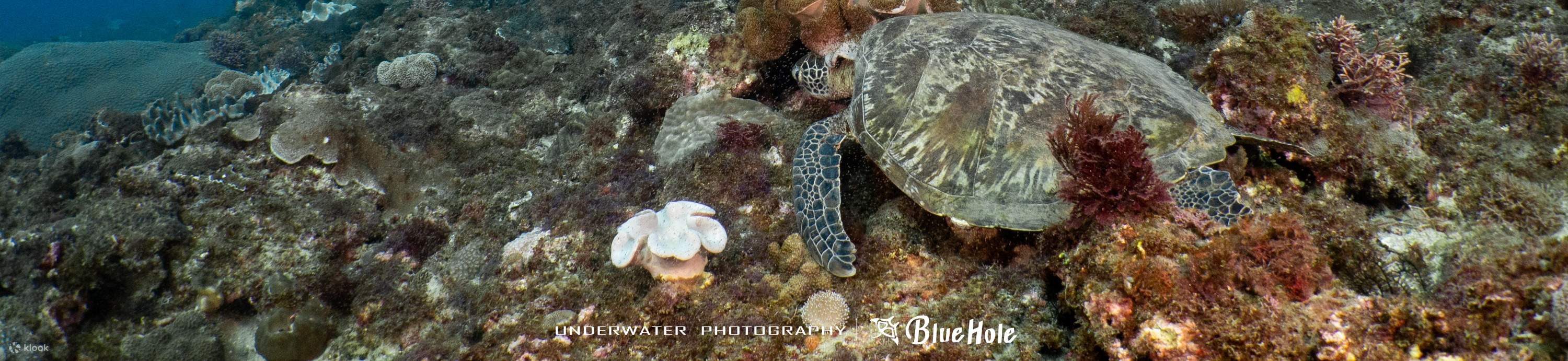 Pingtung Kenting Blue Hole Diving Experience Diving・PADI OW Beginner ...