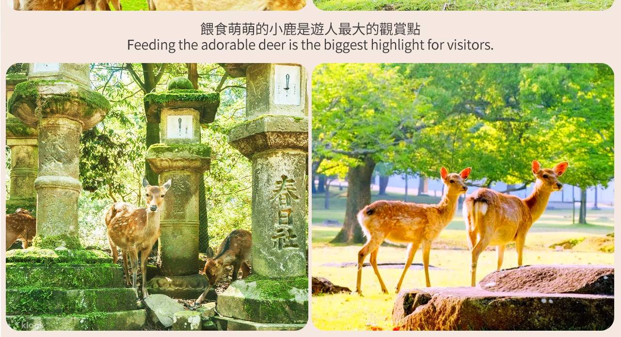 [Kyoto & Nara & Arashiyama & Kobe 2-Day Tour] Nara Park & Fushimi Inari ...