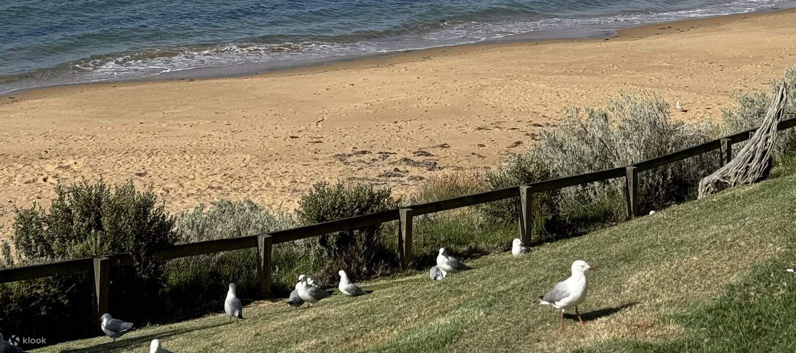 Philip Island Penguin Parade Tours from Melbourne - Klook Singapore