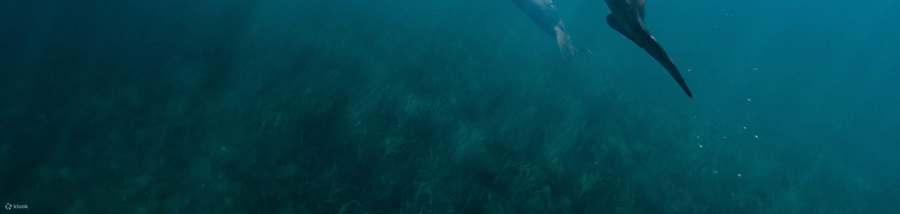 Dolphin House Reef Snorkeling Sea Trip With Transfer - Marsa Alam ...