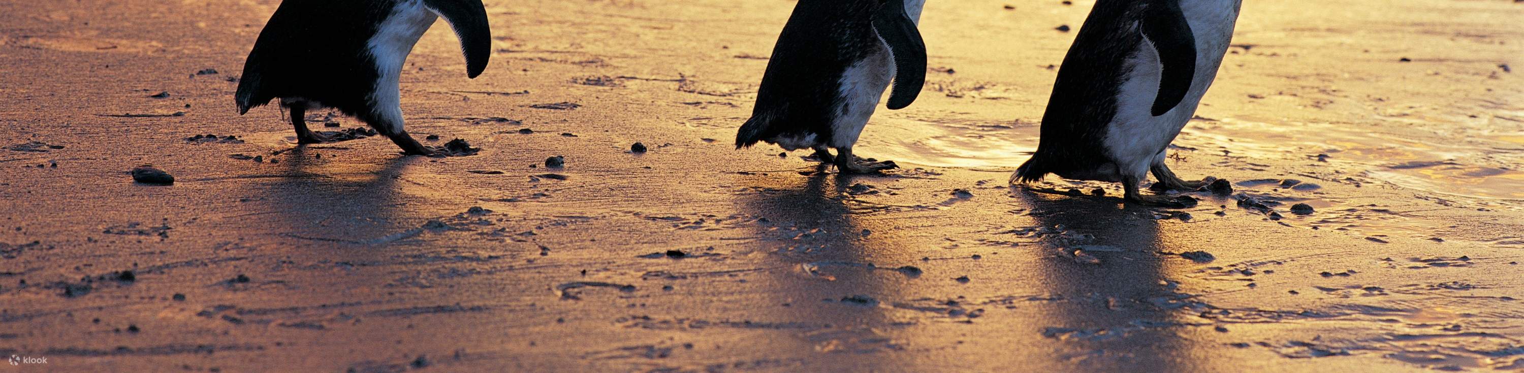 Puffing Billy and Penguins Day Tour from Melbourne - Klook Australia
