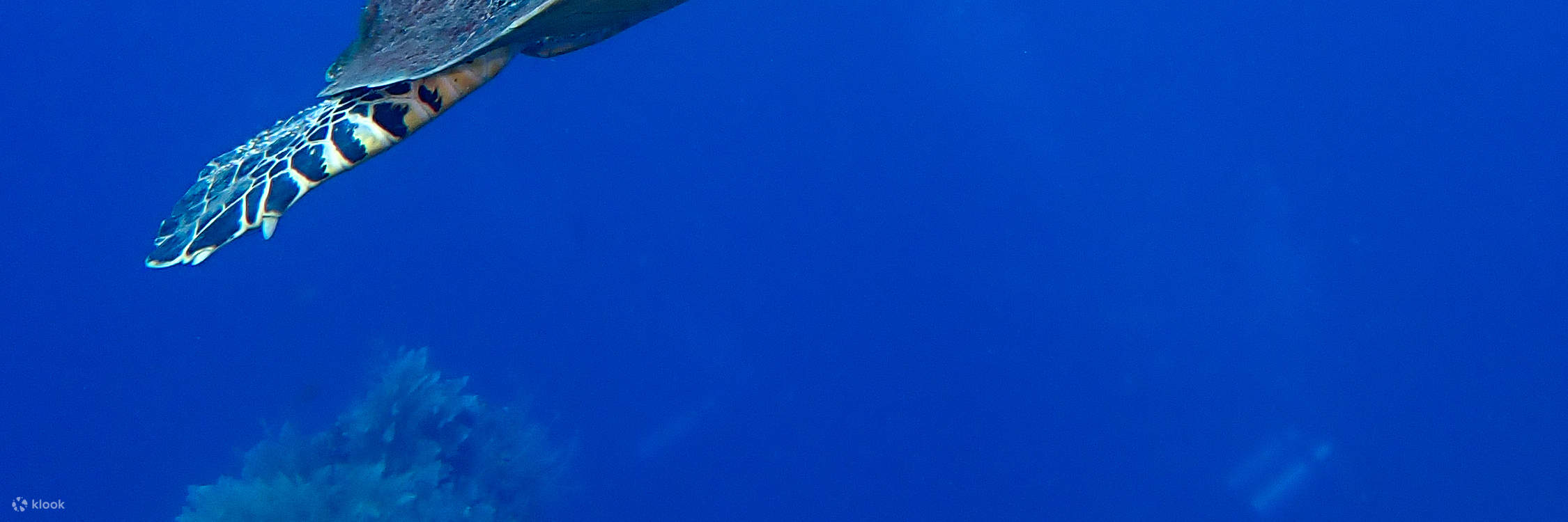 Dive into Discovery: PADI Discover Scuba Diving in Padang Bai, Bali ...