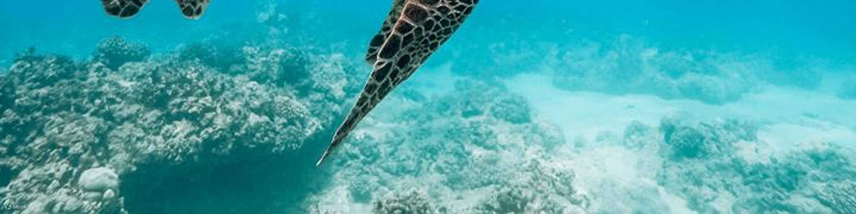 Waikiki Turtle Canyon Snorkeling Tour - Klook