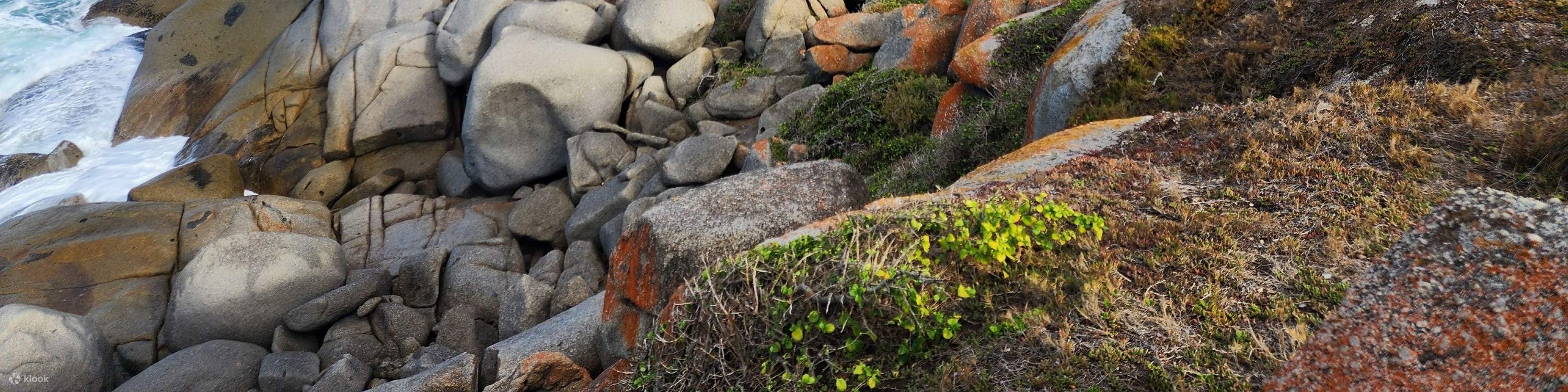 Victor Harbor Wildlife and Ocean Explorer Tour - Klook United States
