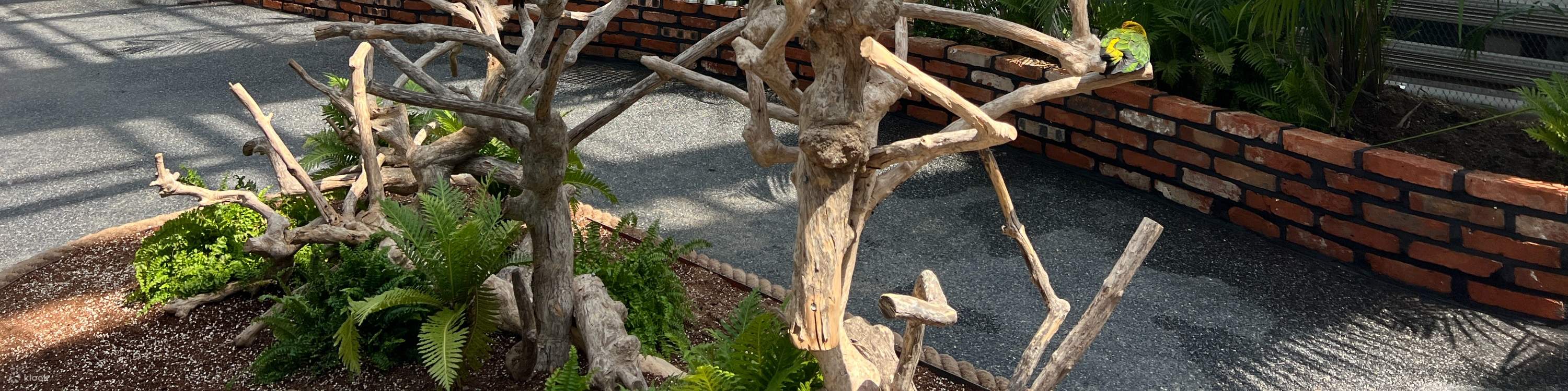 Begonia Bird Garden+Mysterious Zoo+Aqua Cafe Round-trip shuttle - Klook