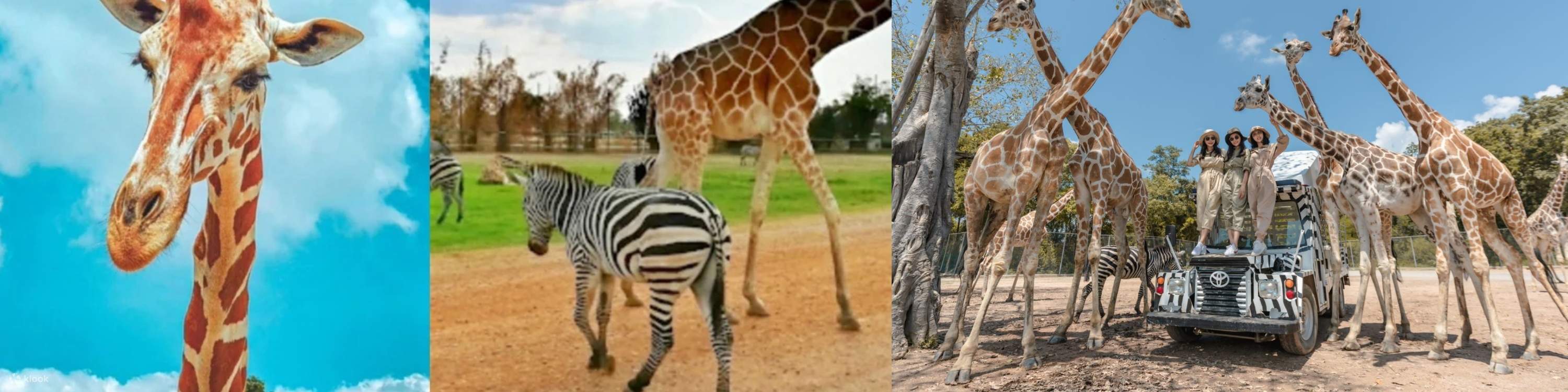 Pinakamagandang Kanchanaburi Day Tour: Safari Park, Death Railway ...