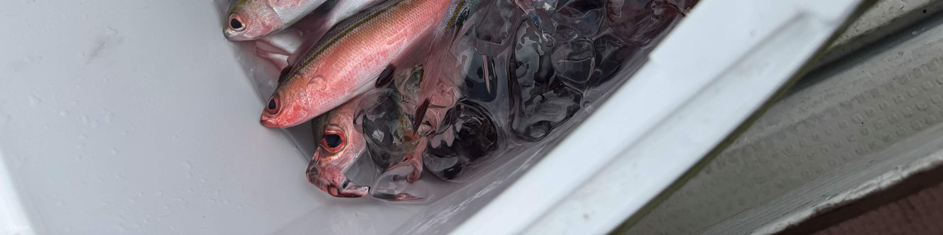 Gurukun Fishing Tour with local fisherman and bilingual guide - Klook