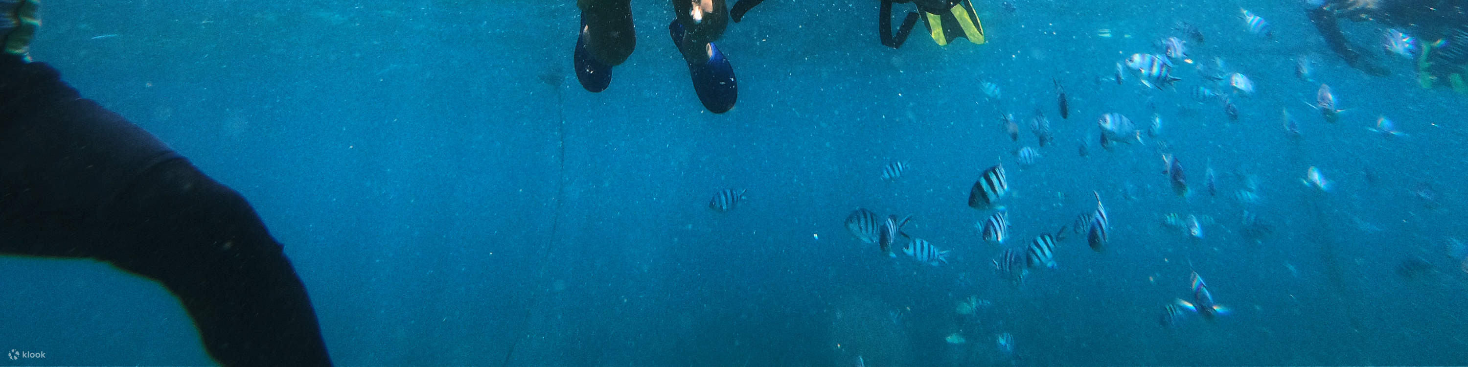 タートルアイランド・グラスボート・マングローブクルーズ体験（JTBインドネシア提供） | Klook