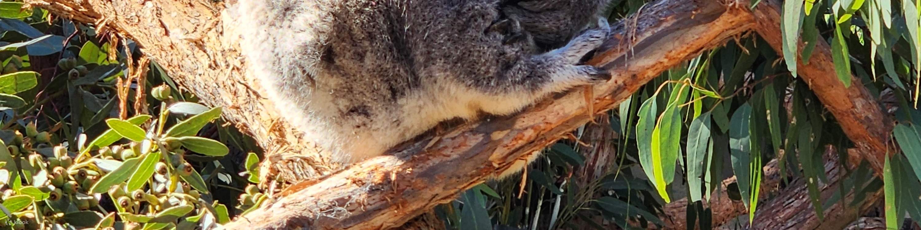 Cleland Wildlife Park & Historic Hahndorf Adelaide Hills Experience ...