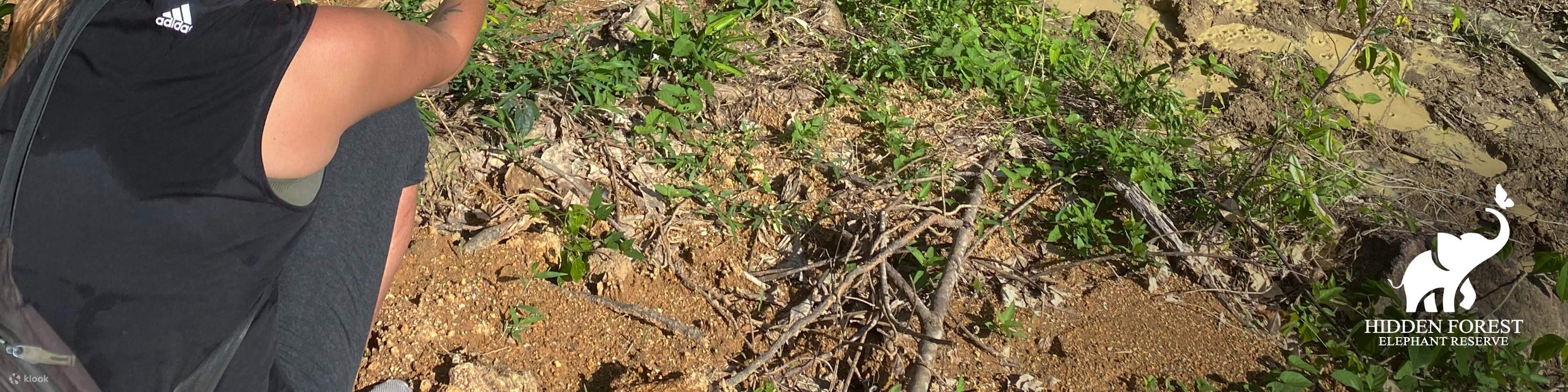 Join In Phuket Hidden Forest Elephant Reserve Sanctuary Experience in ...