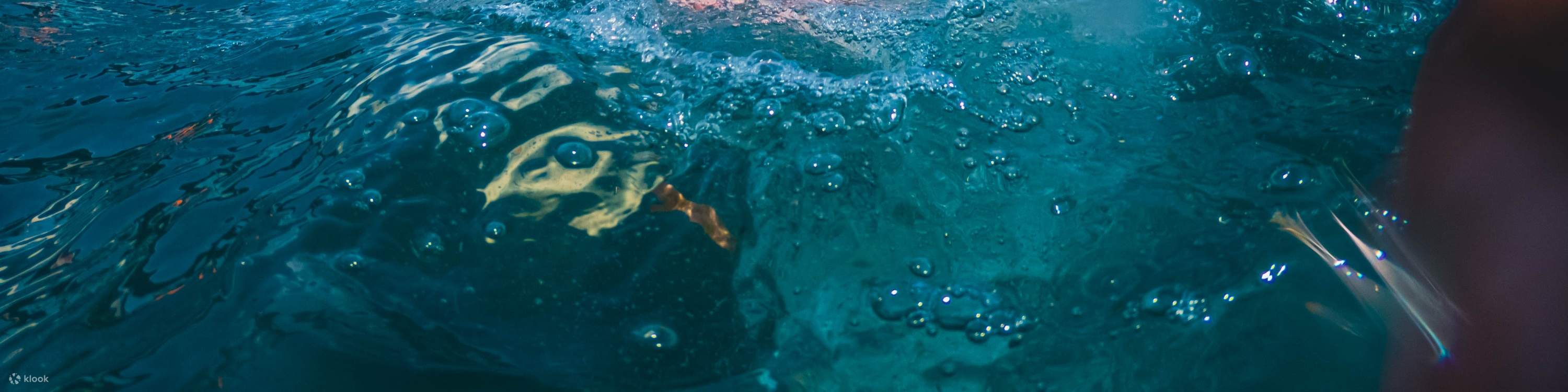 タートルアイランド・グラスボート・マングローブクルーズ体験（JTBインドネシア提供） | Klook