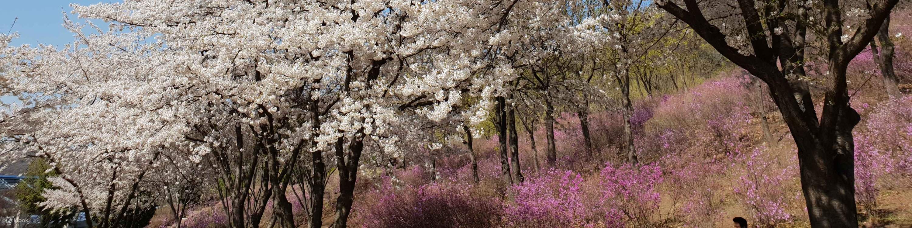 Incheon Spring-only Tour - Klook Singapore