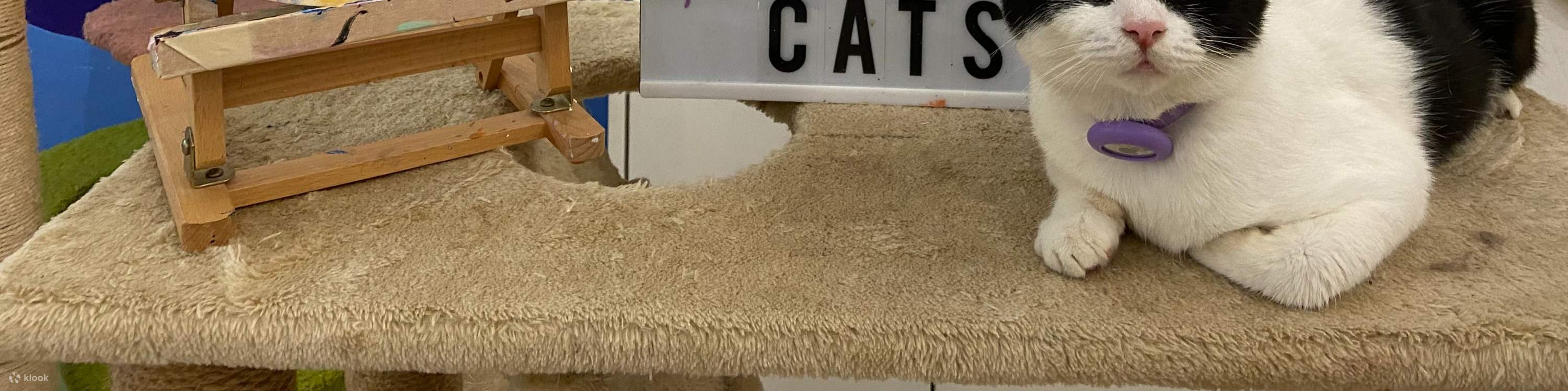 Art Jamming with Cats by Wildflower Studio - Klook Canada