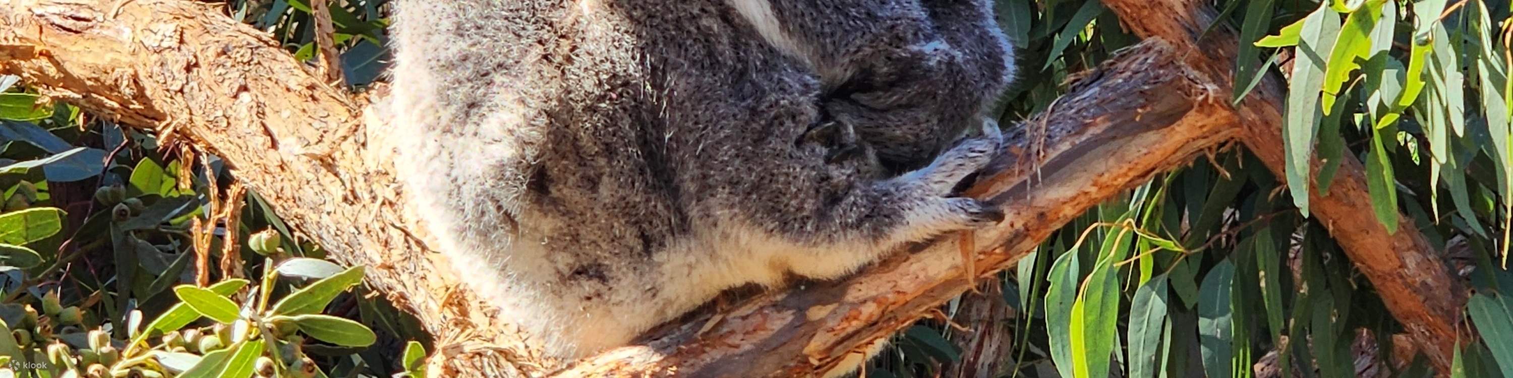 Victor Harbor Wildlife and Ocean Explorer Tour - Klook Singapore