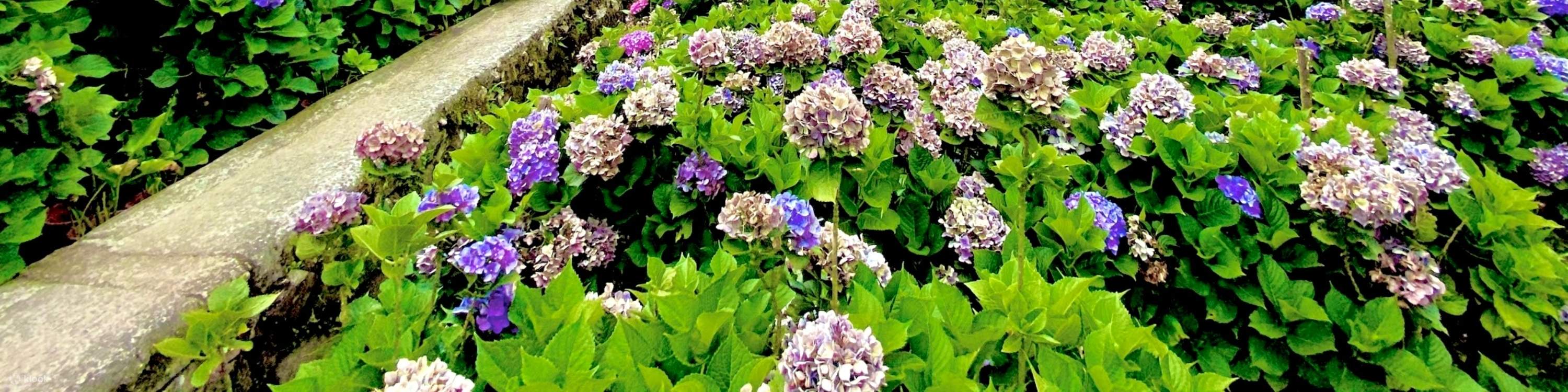 Yangmingshan & Beitou Day Tour (From Ximending) - Klook Singapore
