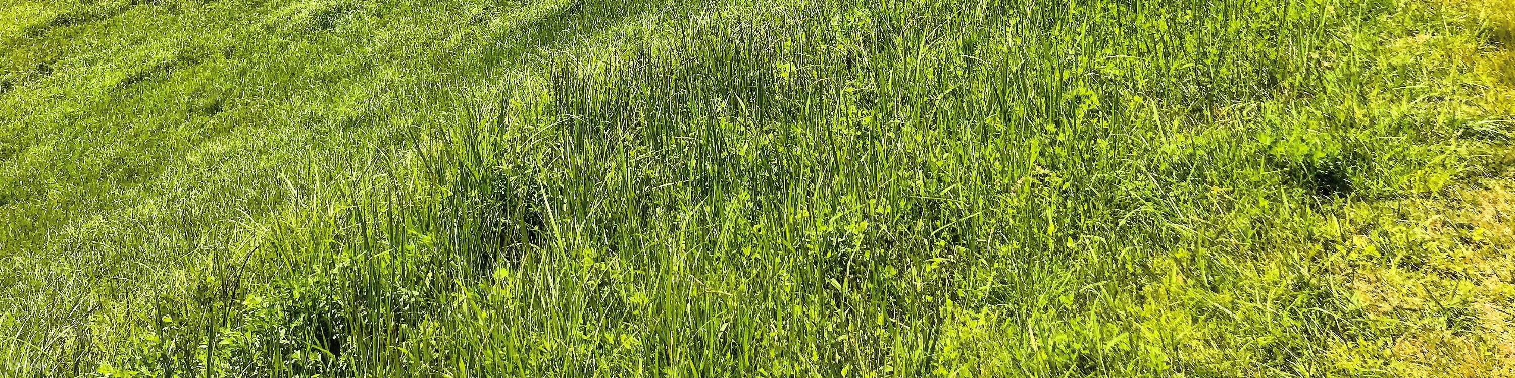 Mt. Fuji, Kamakura, Atami, and Fireworks 2-Day Cruise (Departs from ...