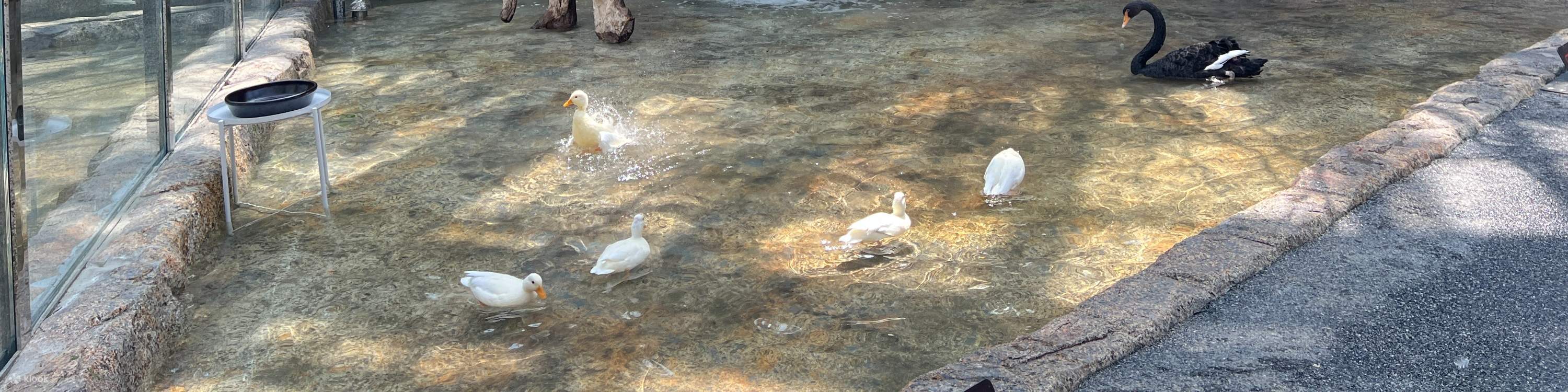 Begonia Bird Garden+Mysterious Zoo+Aqua Cafe Round-trip shuttle - Klook