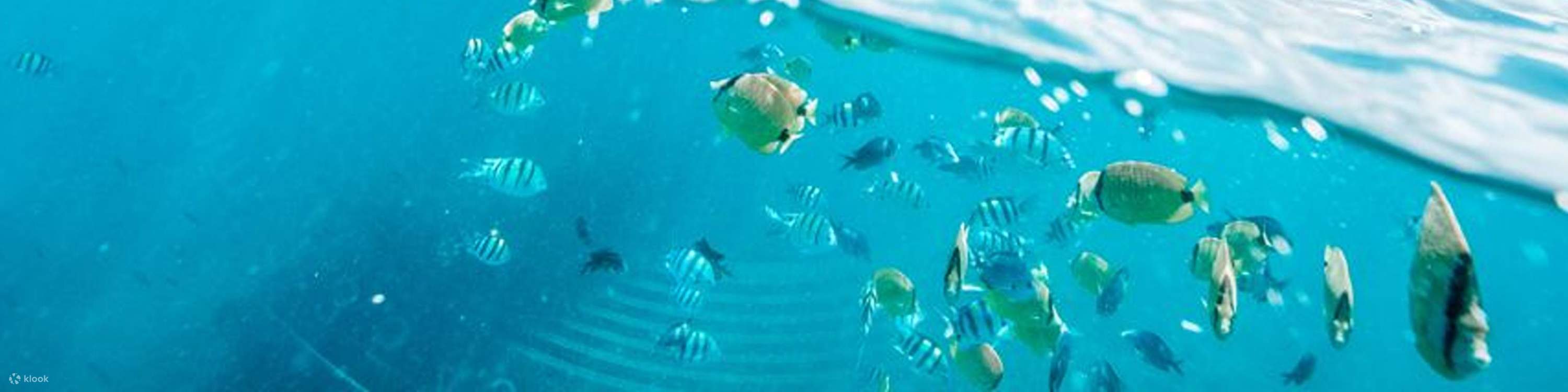 Waikiki Turtle Canyon Snorkeling Tour - Klook Singapore