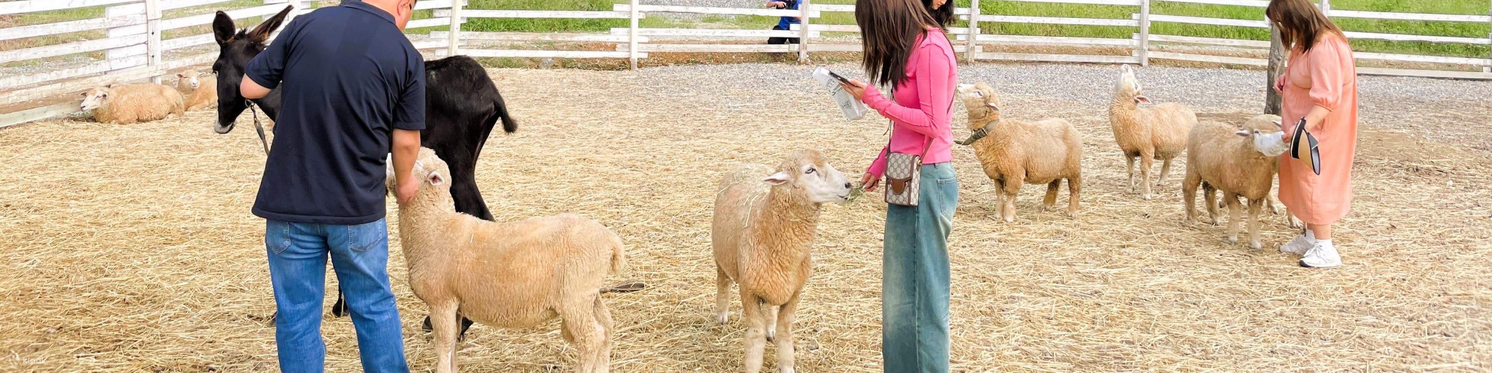 Gapyeong Sheep Farm & Eobi Valley & Strawberry Picking (With Lunch ...