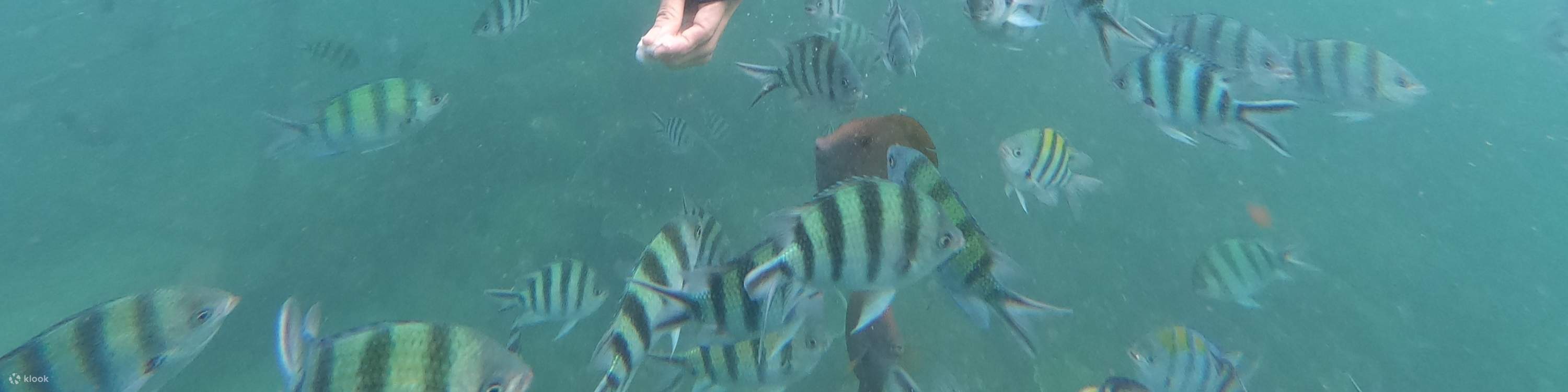 タートルアイランド・グラスボート・マングローブクルーズ体験（JTBインドネシア提供） | Klook