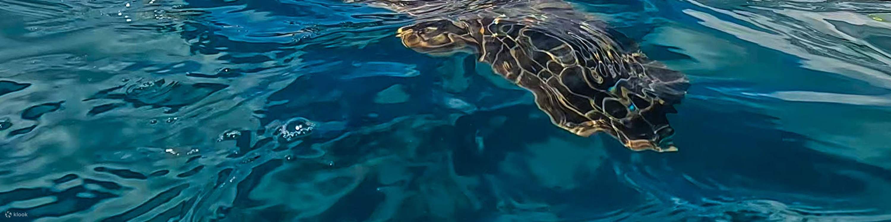 Waikiki Turtle Canyon Snorkeling Tour - Klook