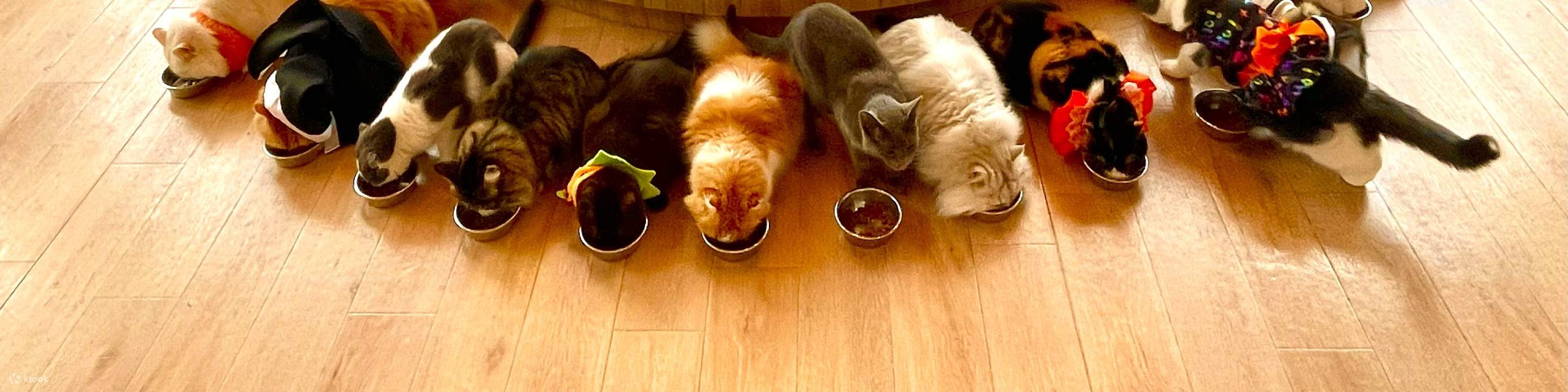 Tokyo Autumn Cat Tour: Harajuku Cat Cafe, Lucky Cat Temple & Cat St ...