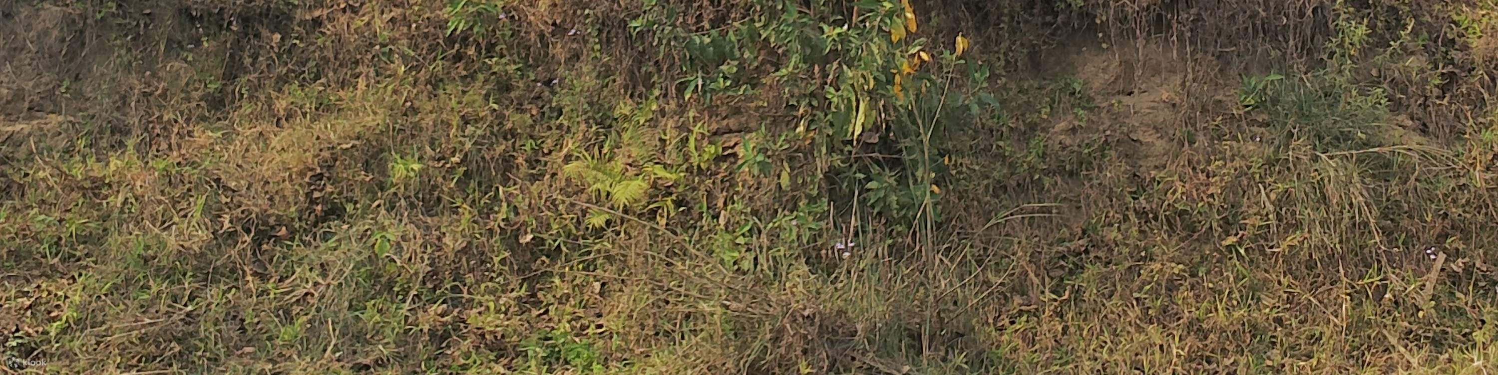 3 Days Exciting Jungle Safari Tour from Kathmandu/Pokhara - Klook Australia