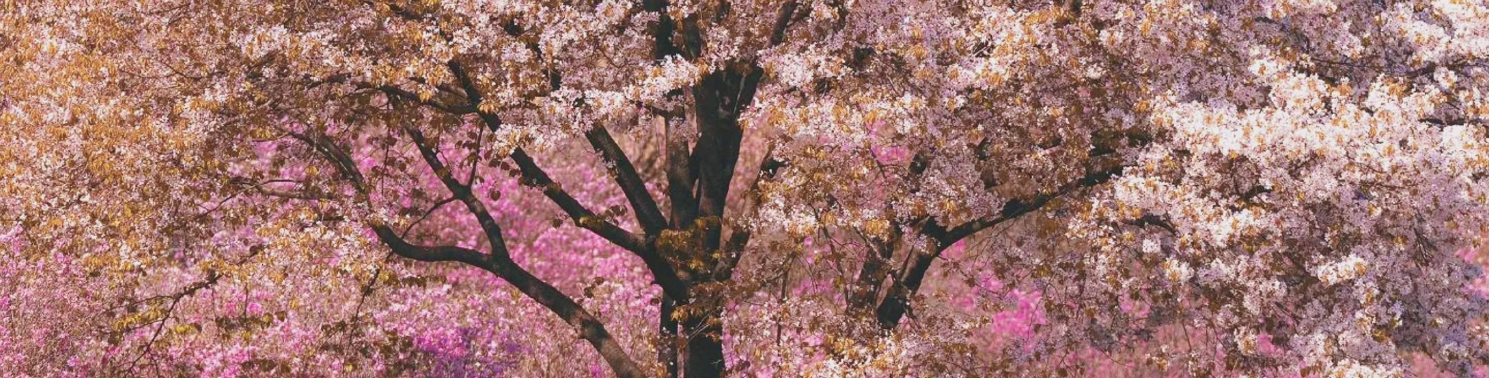 Cherry Blossom Suwon Hwaseong Fortress Tour from Seoul - Klook India