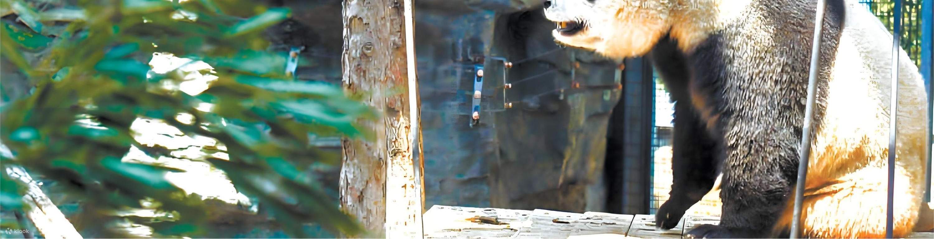 Private Guided Day Tour of Beijing Zoo + Panda House + Badaling Great ...