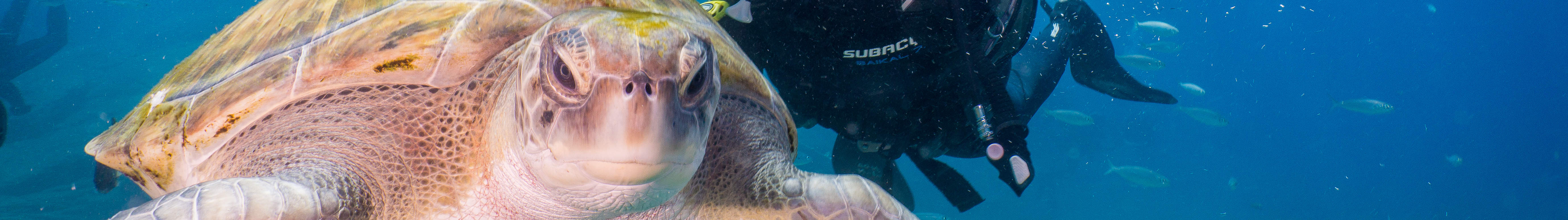 PADI Open Water Diver [eLearning] in Canary Islands with PADI 5 Star ...