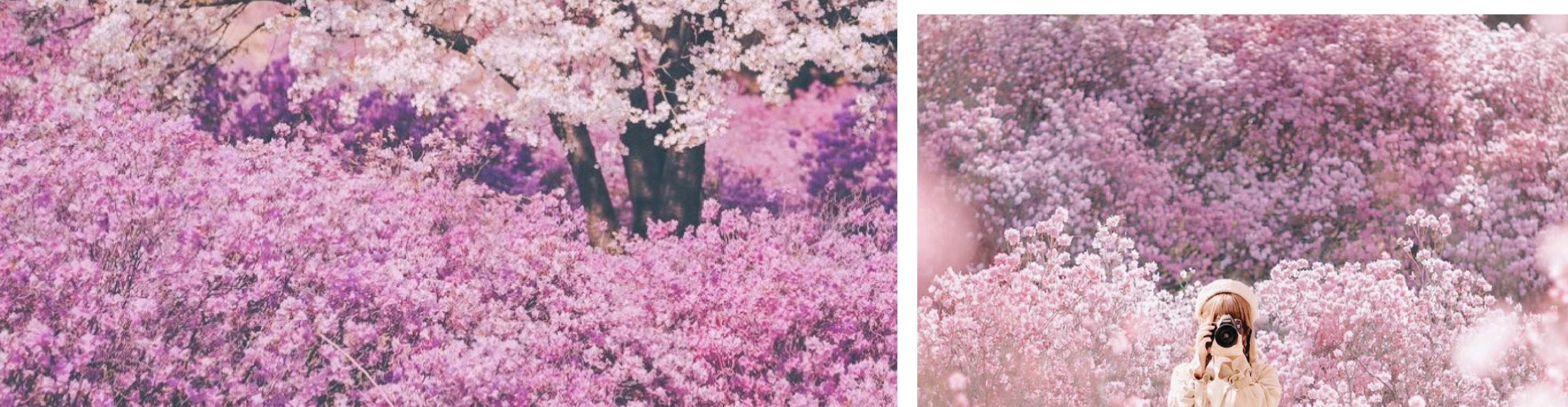 Cherry Blossom Suwon Hwaseong Fortress Tour from Seoul - Klook