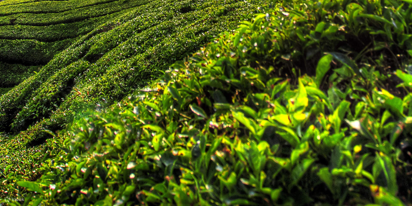 Cameron Highlands Tour with Tea Plantation Visit (Private) - Klook