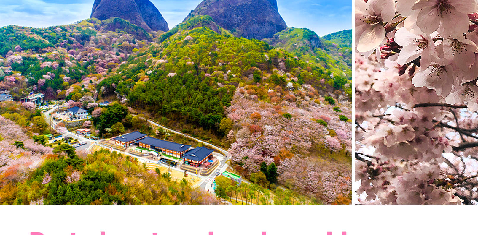 Korea Cherry Blossom Tour from Seoul - Klook