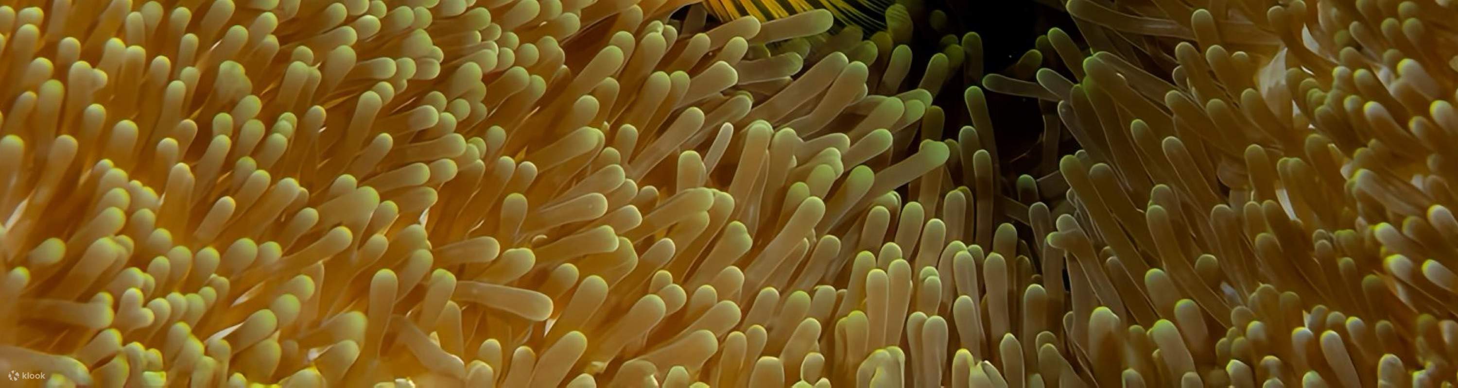 Pukaway Cave Cenote at Coron plus Island Hopping - Klook Australia